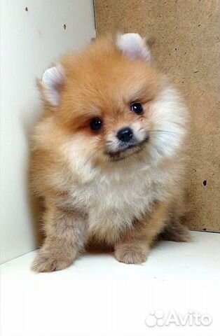 Щенки померанского шпица