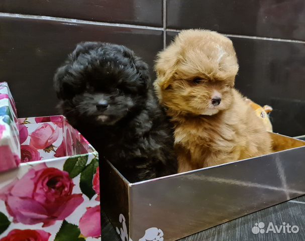 Мальтипу F1 мальчики И девочки