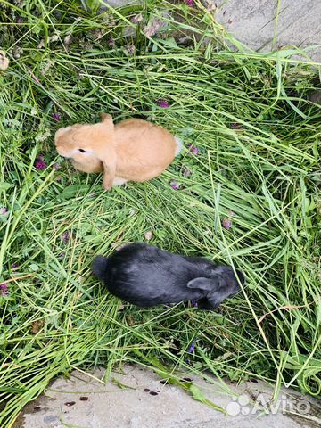 Кролики французский баран