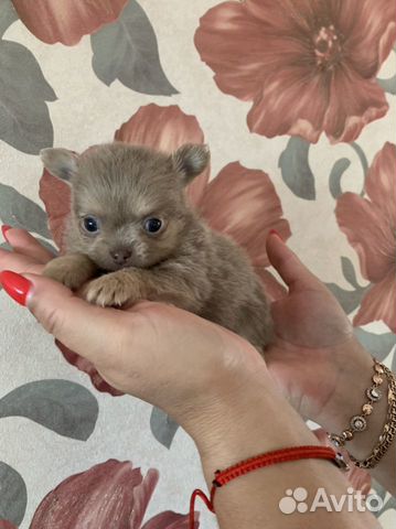 Щенки Чихуахуа