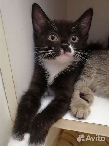 Котята полукровки. Мама вислоушка