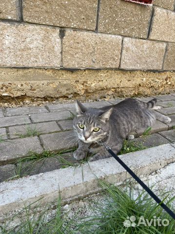 Кот в добрые руки