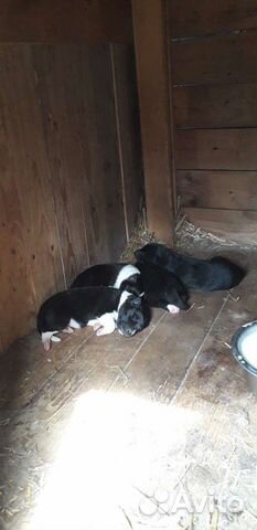 Щенки лре,отличные родословные,родители п/ч к,м,б