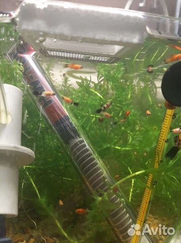 Аквариумные рыбки