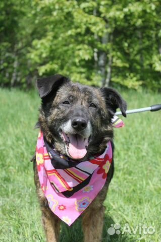 Спасти собаку из приюта