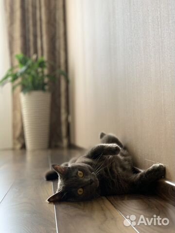 Отдам бесплатно кошку
