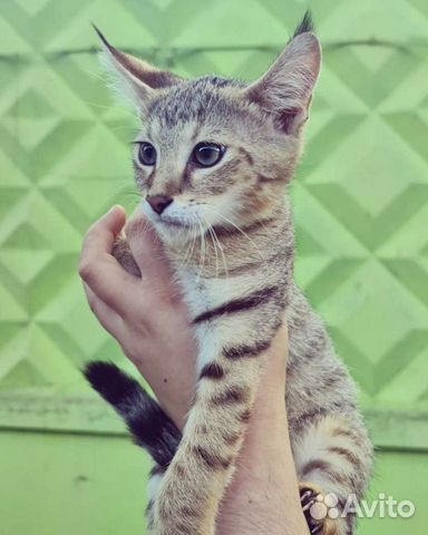 Кошка чаузиф1