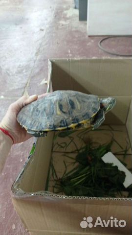 Красноухая черепаха бесплатно