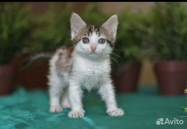 Котенок