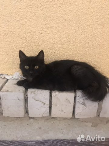 Кошка