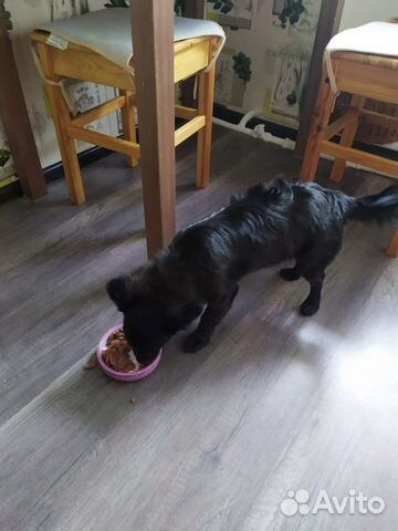 Маленькая собака в добрые руки