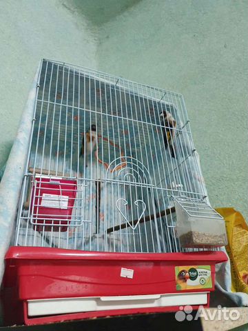 Птица щегол