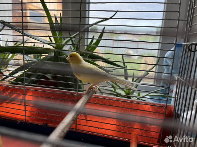 Кенар взрослый