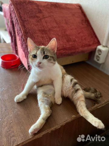 Кошка нежнейшей породы :)