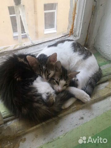 Замечательные ласковые котята ищут дом
