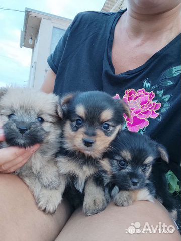 Щенки декоративные мелкие