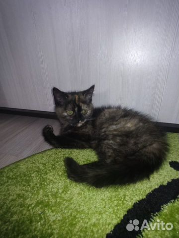 Котята скотиш страйт