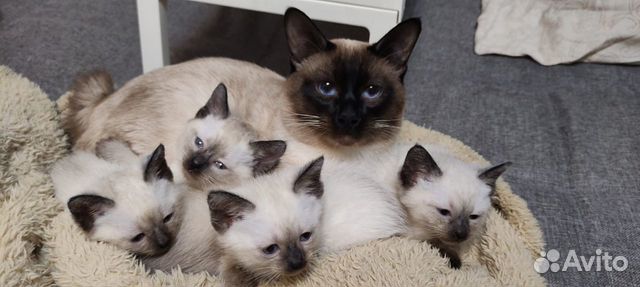 Котята Меконгские бобтейлы