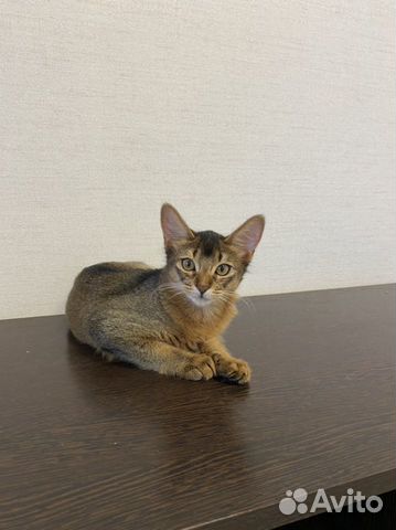 Сомалийские котята