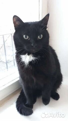 Кошечка Багира в добрые руки