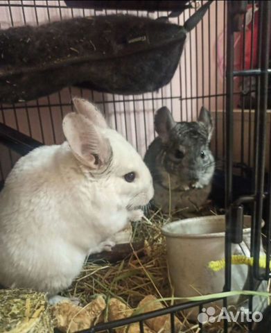 Шиншиллы с клеткой