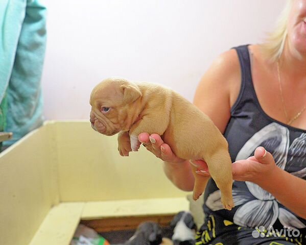 Американский Булли экзотик, мальчик