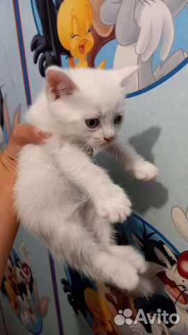 Шотландский котёнок