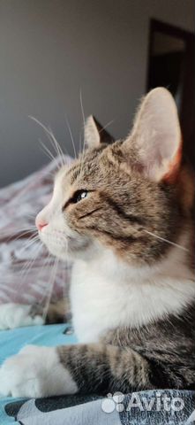 Самый ласковый и нежный кот в дар