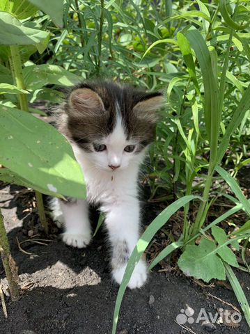 Маленькая принцесса в добрые руки
