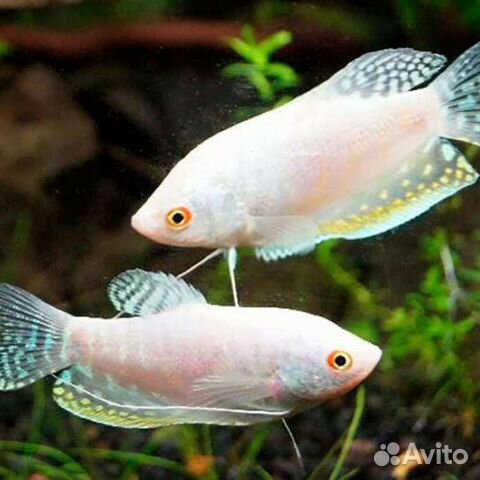 Гурами снежинка