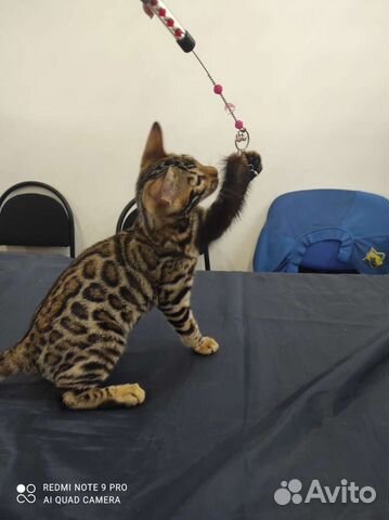 Бенгальские детки