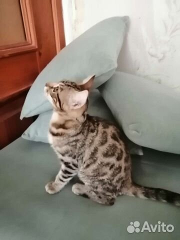 Бенгальская кошка