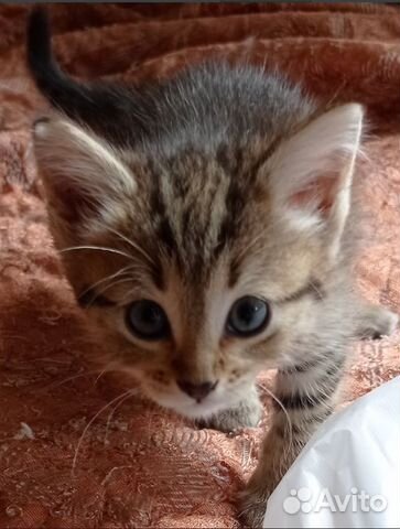 Маленькая рысь