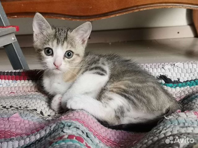 Котенок девочка