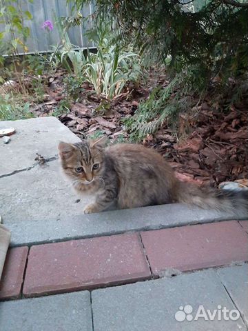 Кошка пушинка