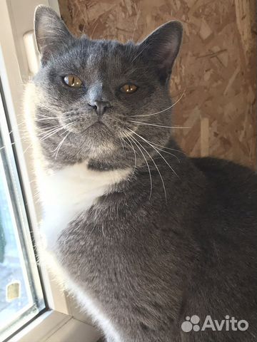 Кот