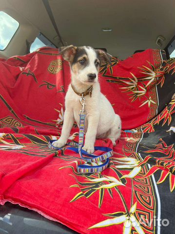 Щенок в дар