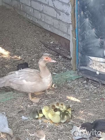 Индоутята с мамой