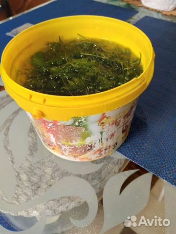 Водоросли обмен