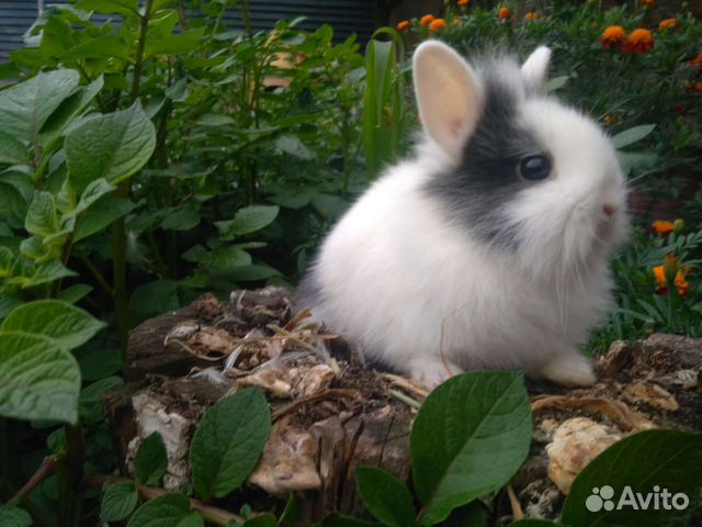 Кролики карликовые декоративные