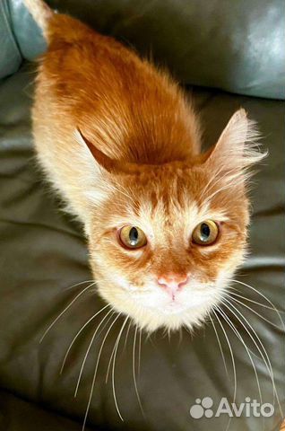 Кот Марсик ищет любящую семью