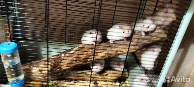 Хомячки сибирские белые