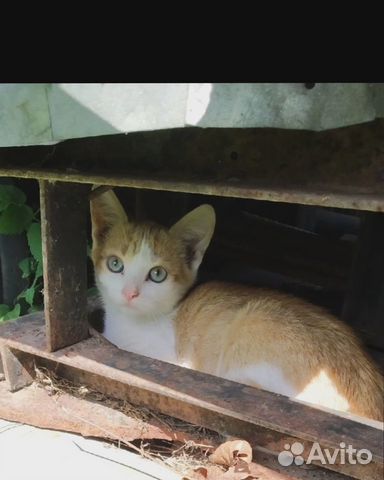 Котята