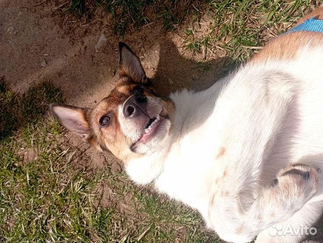 Щенок Патрик в добрые руки