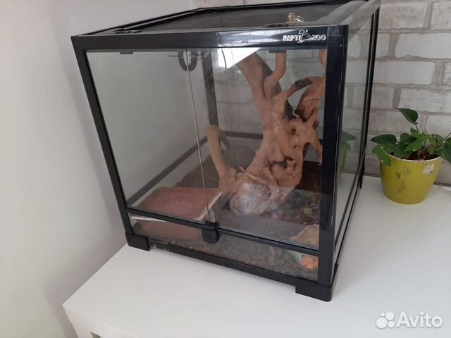 Геккон эублефар