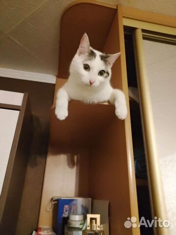 Кошки