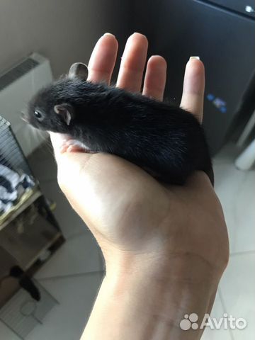 Крысята бесплатно