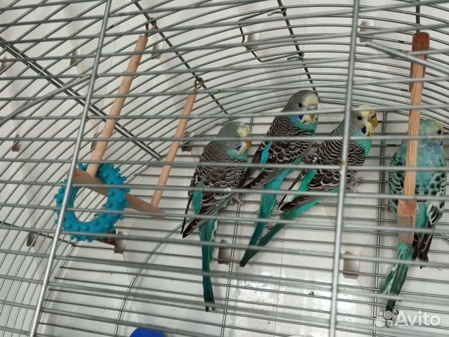 Волнистые попугаи