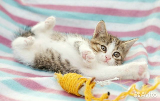 Котенок с ладошку, нежный робкий малыш