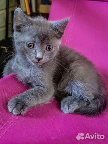 Котята нибелунг